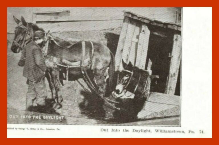 Williamstown – Mine Mules – Lykens Valley: History & Genealogy